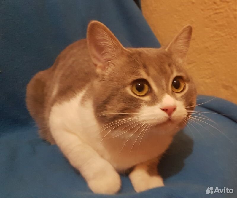 Кот Нафаня ищет дом