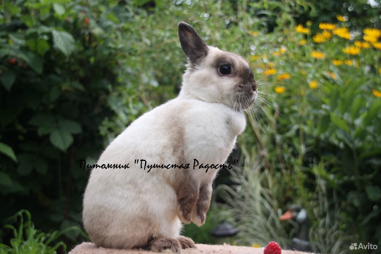 Девочка цветной карликовый кролик