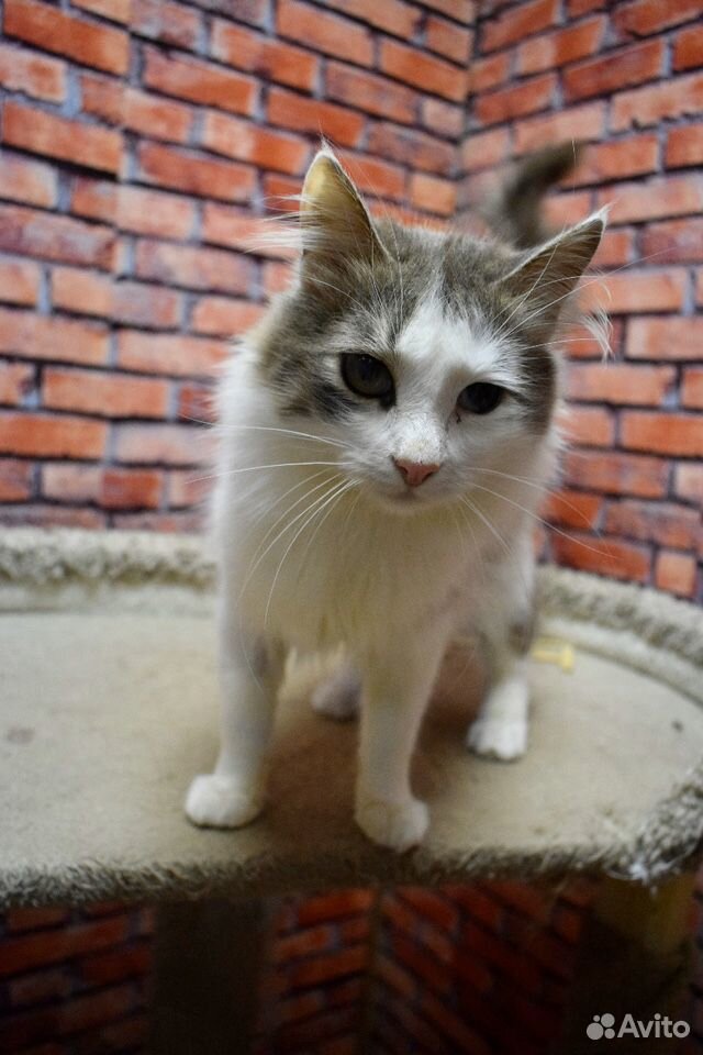 Котёнок Винни 9 мес в добрые руки