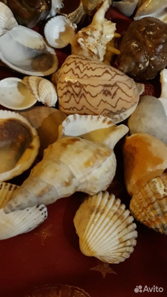 Морские ракушки.Коллекция для аквариума или декора