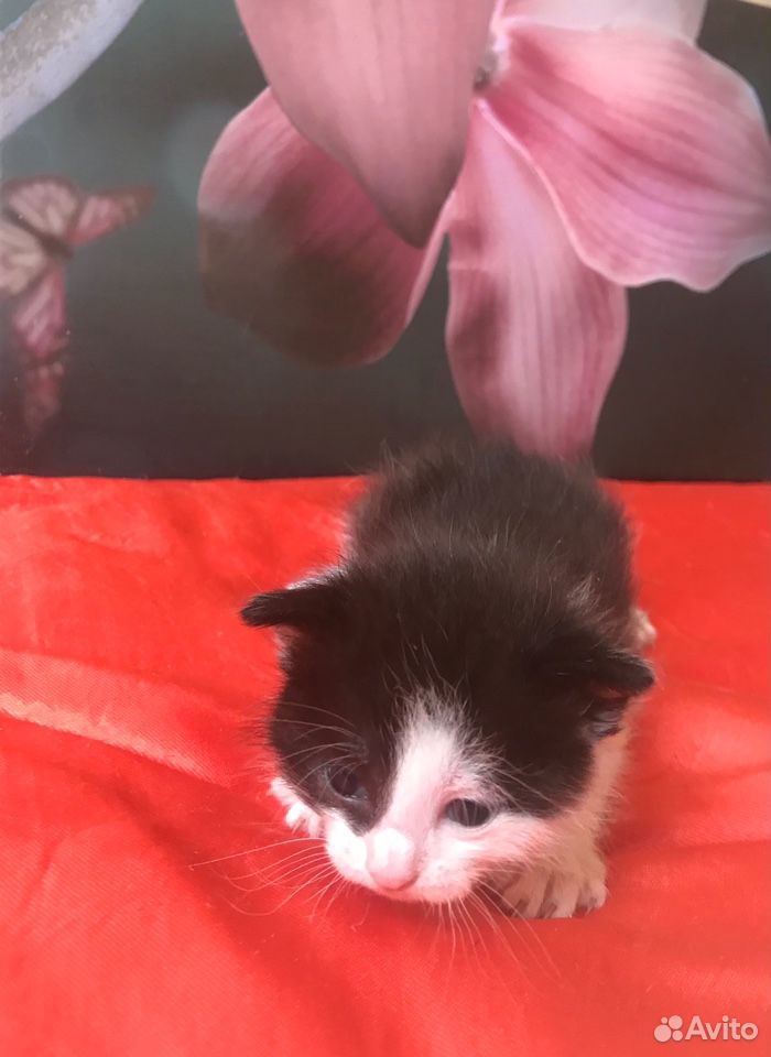 Кошечка «инь-янь»