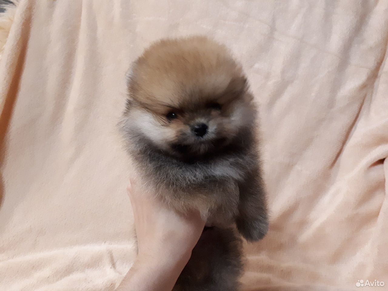 Кукольные щеночки резерв