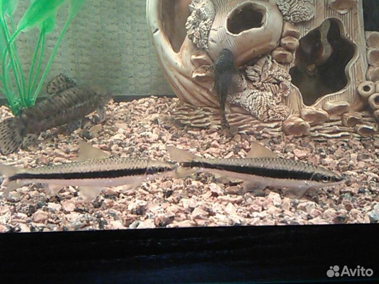 Сиамский водорослиед