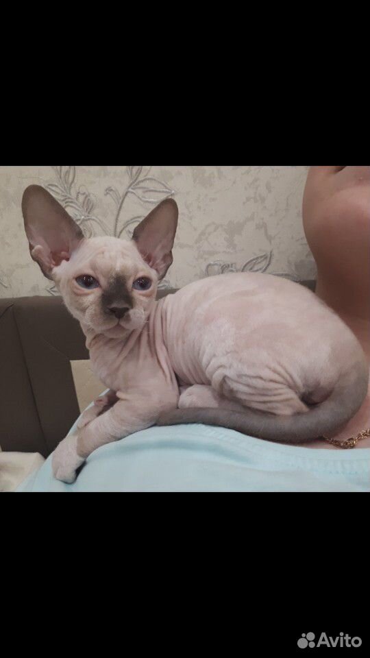 Донской сфинкс котёнок (1 девочка)