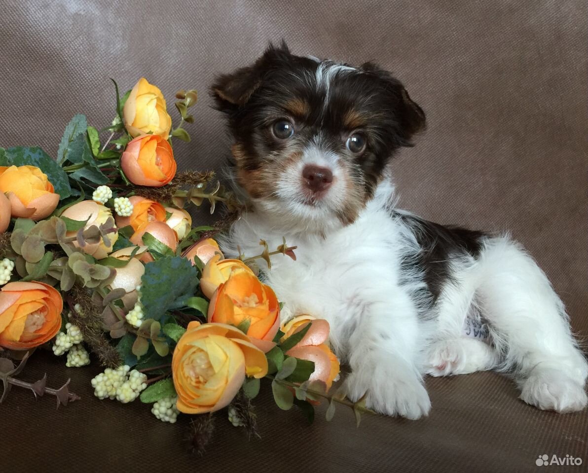 Девочка биро йорка