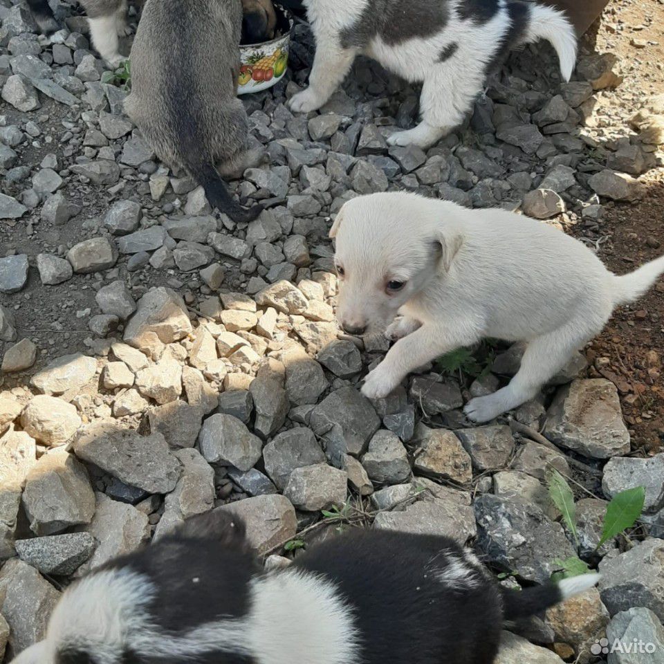 Щенки