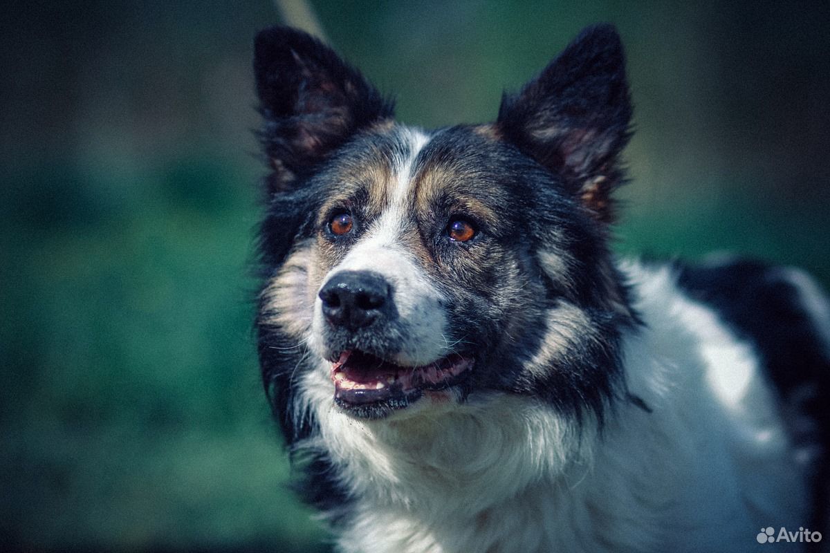 Метисы аусси, активные и любознательные братья