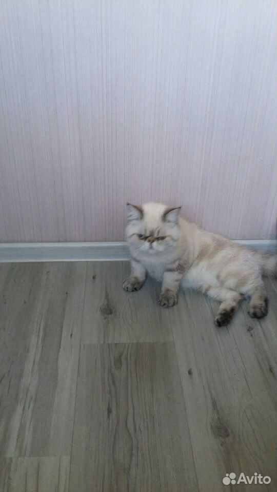 Котик