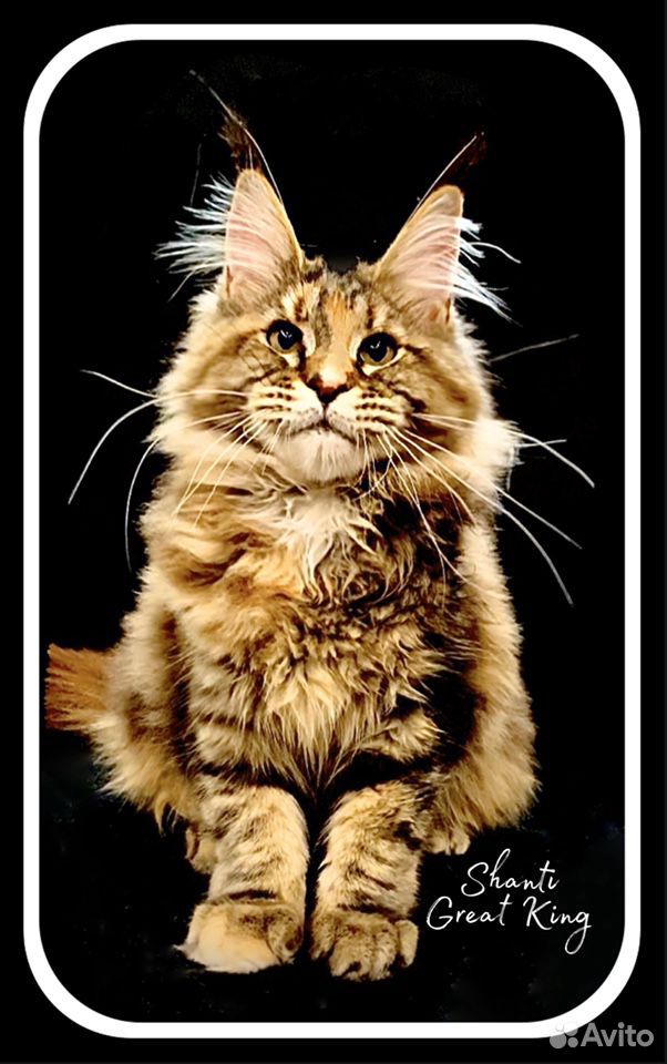 Девочка черепашка