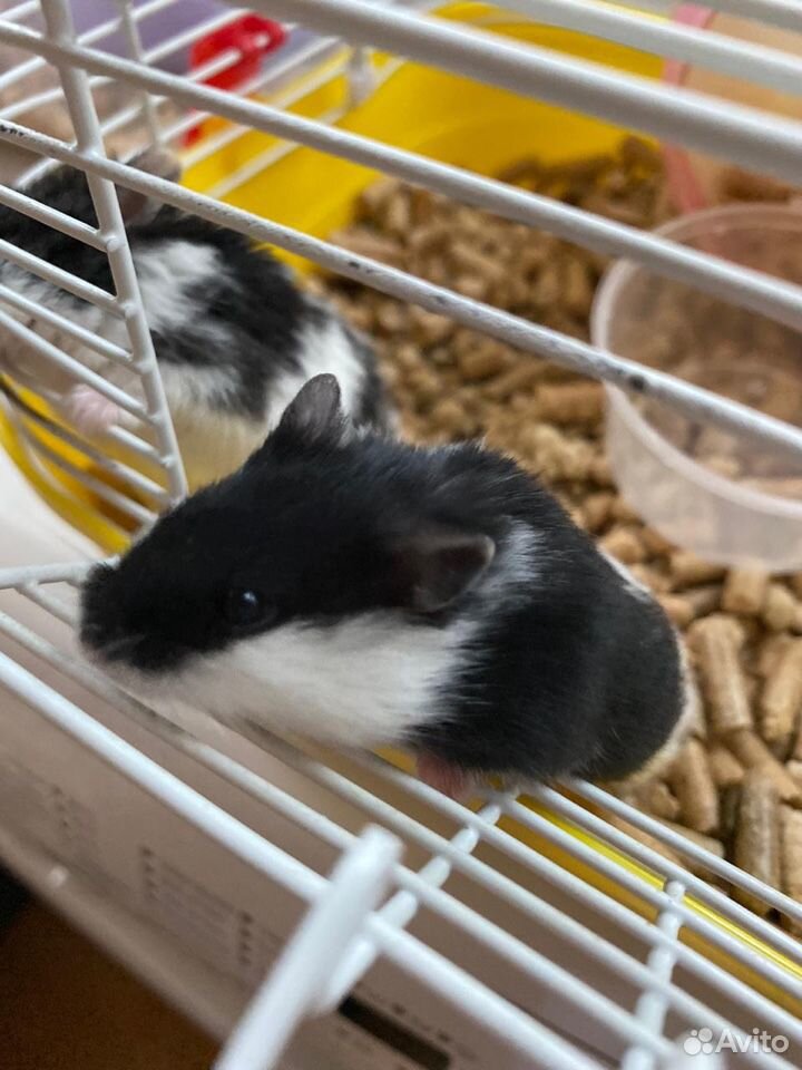 Отдаю даром 2 хомяков(джунгариков)