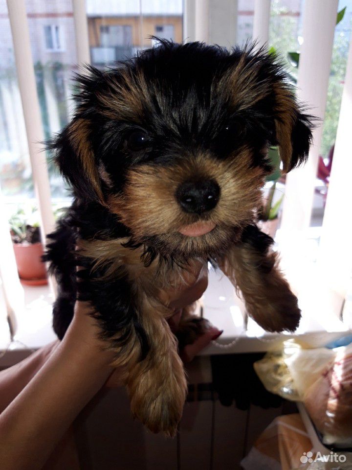 Йоркширский терьер