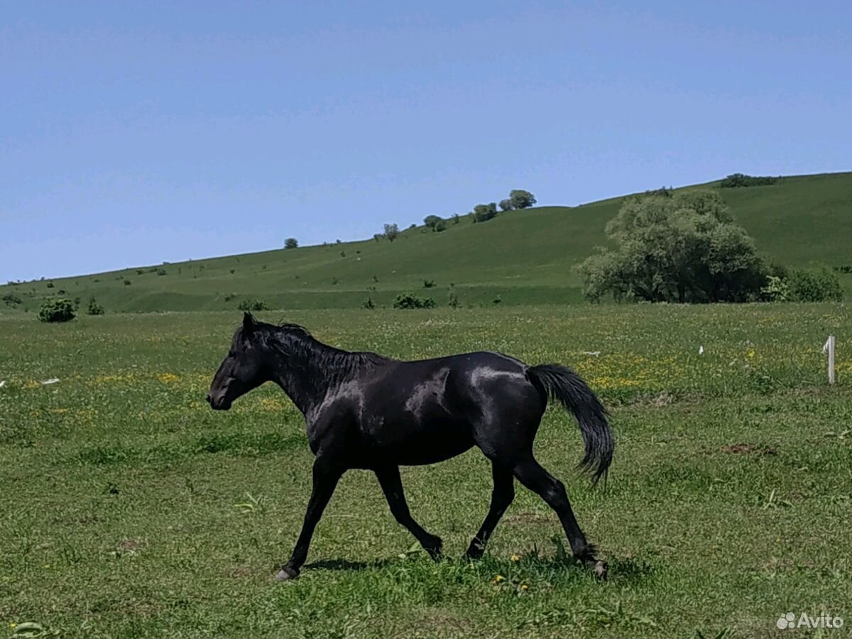 Жеребцы
