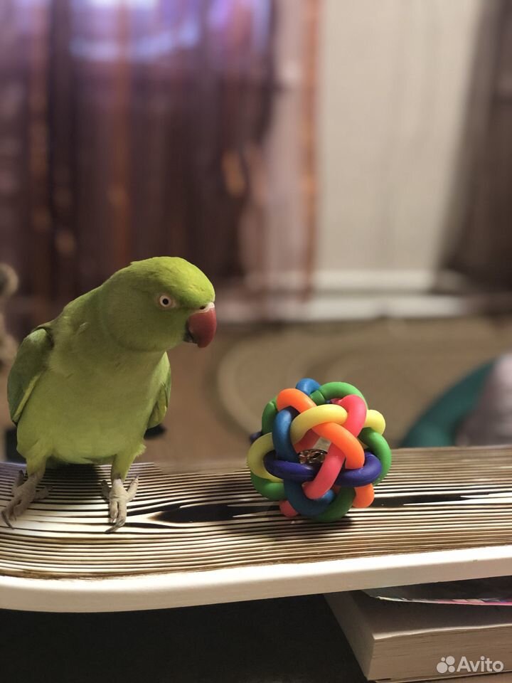 Ожереловый попугай