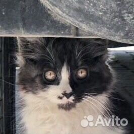 Чудесный маленький котёнок, котик