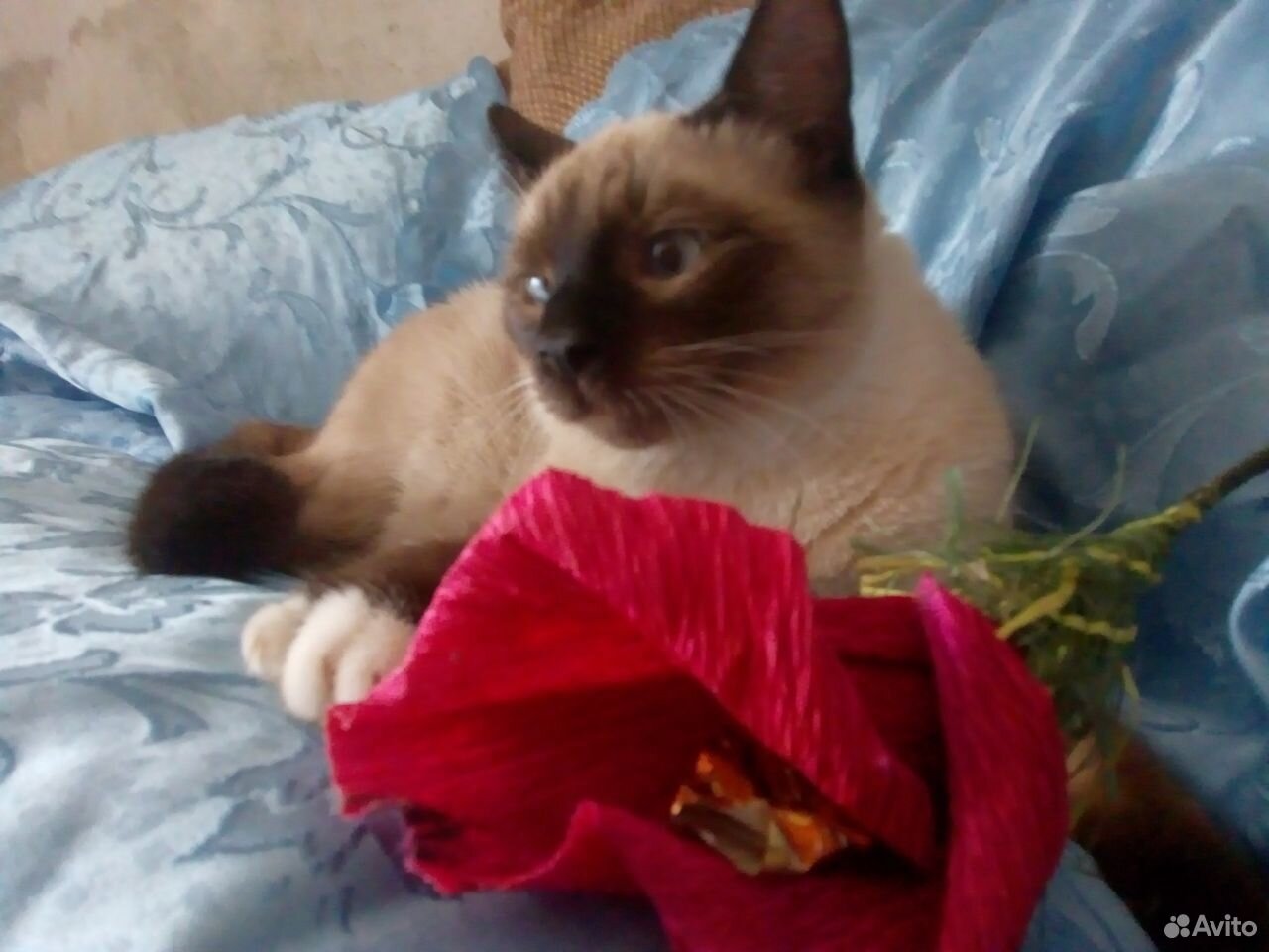 Добрейший котэ