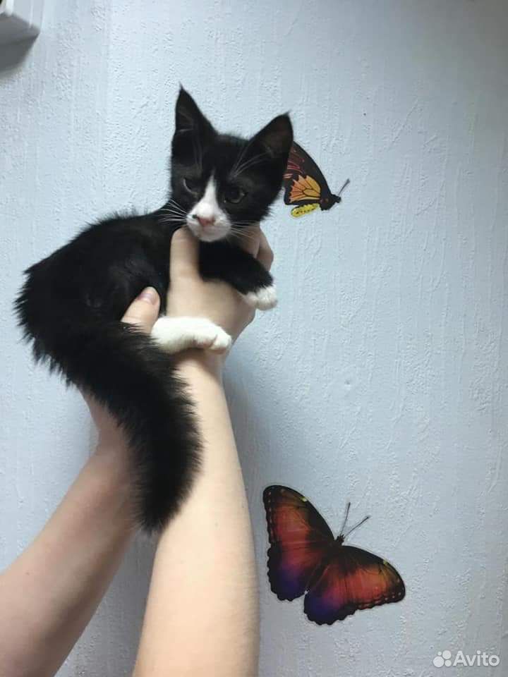 Котенок Кукусик в добрые руки