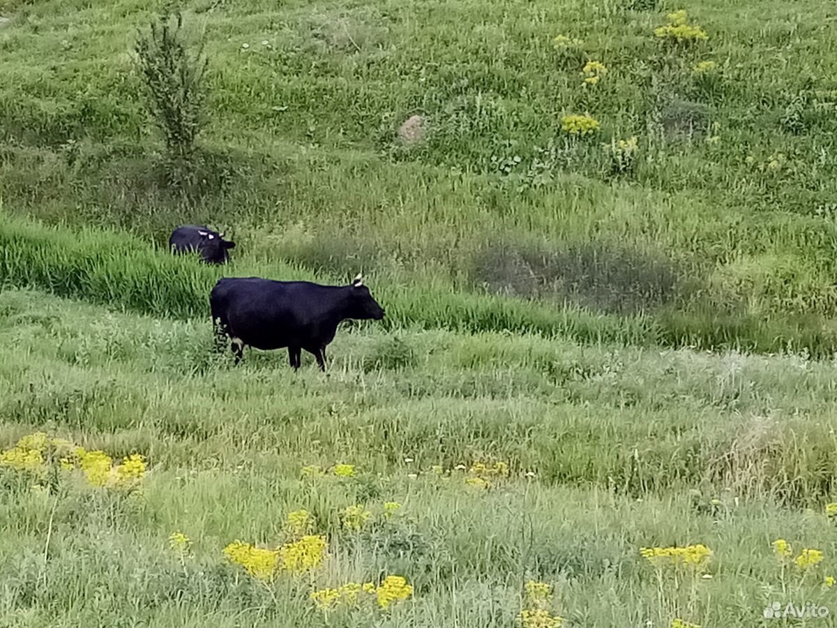 Продаю каров и быков