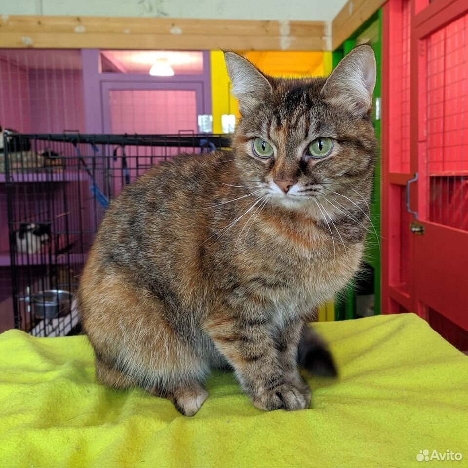 Кошечка Софка, 3 года (из приюта)