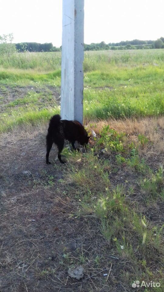 Продам рел лайку