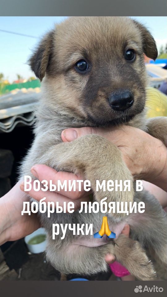 Щенки