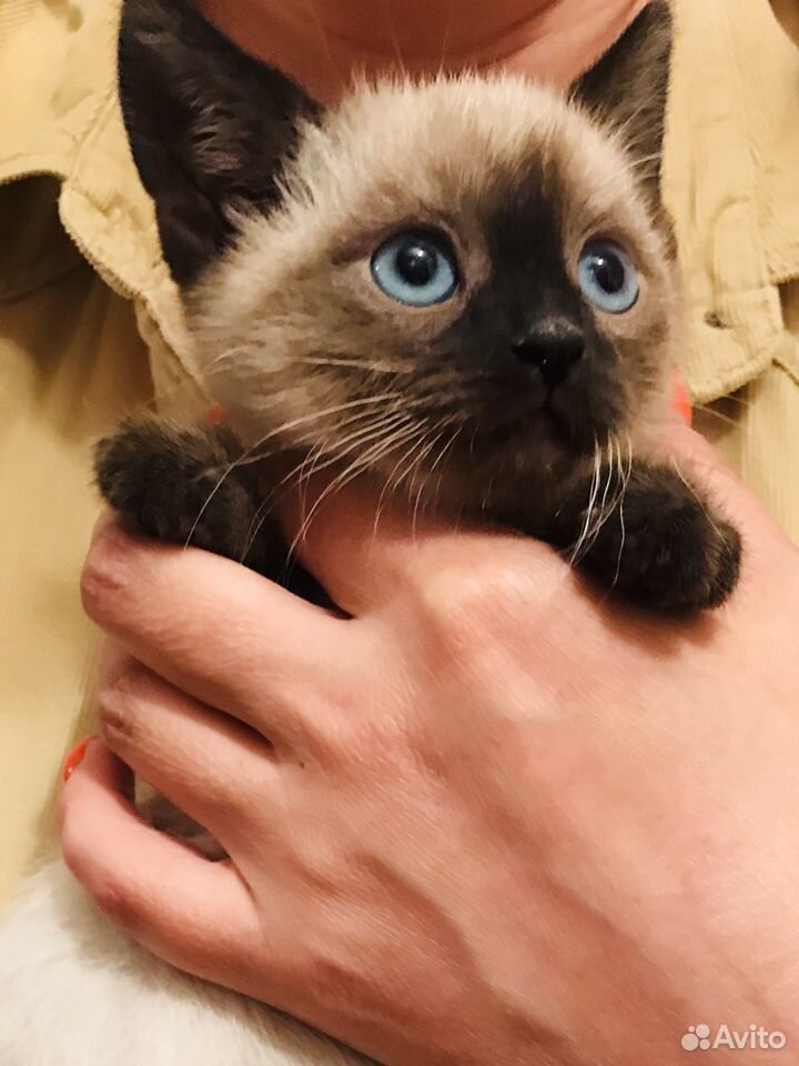 Пеппи в добрые руки