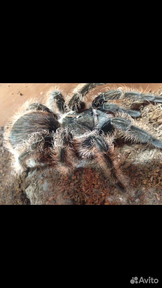 Паук птицеед + террариум
