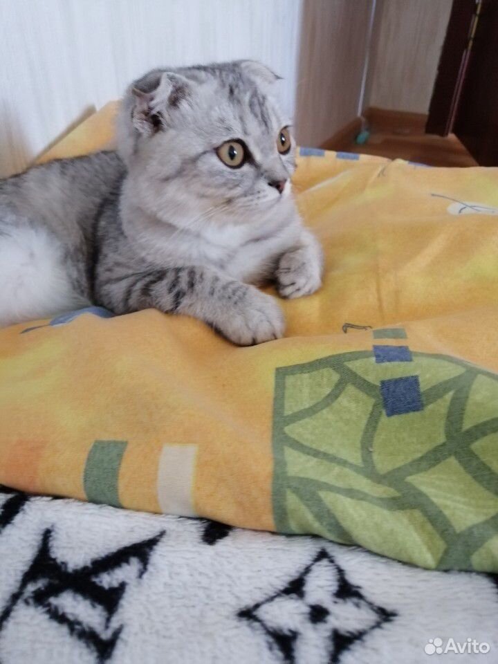 Шотландская