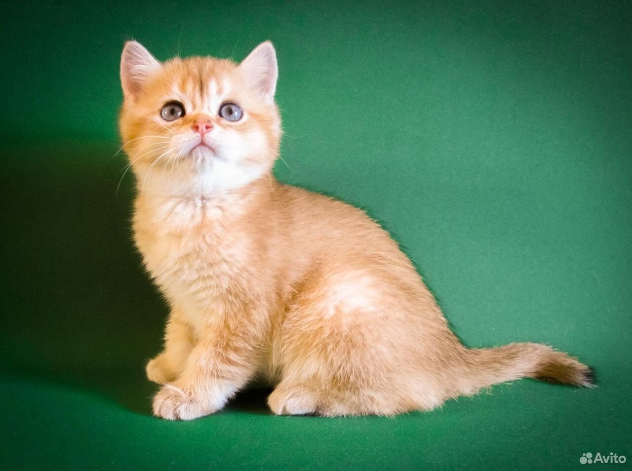 Британец красный мрамор Туомас