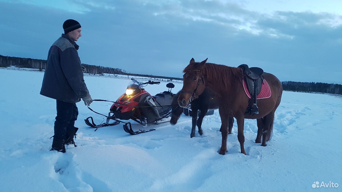 Голштинская кобыла