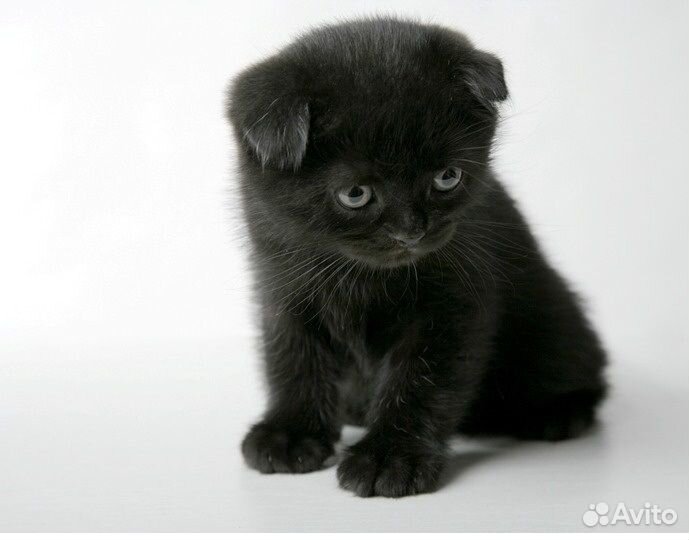 Шотландский котёнок Скоттиш-Фолд