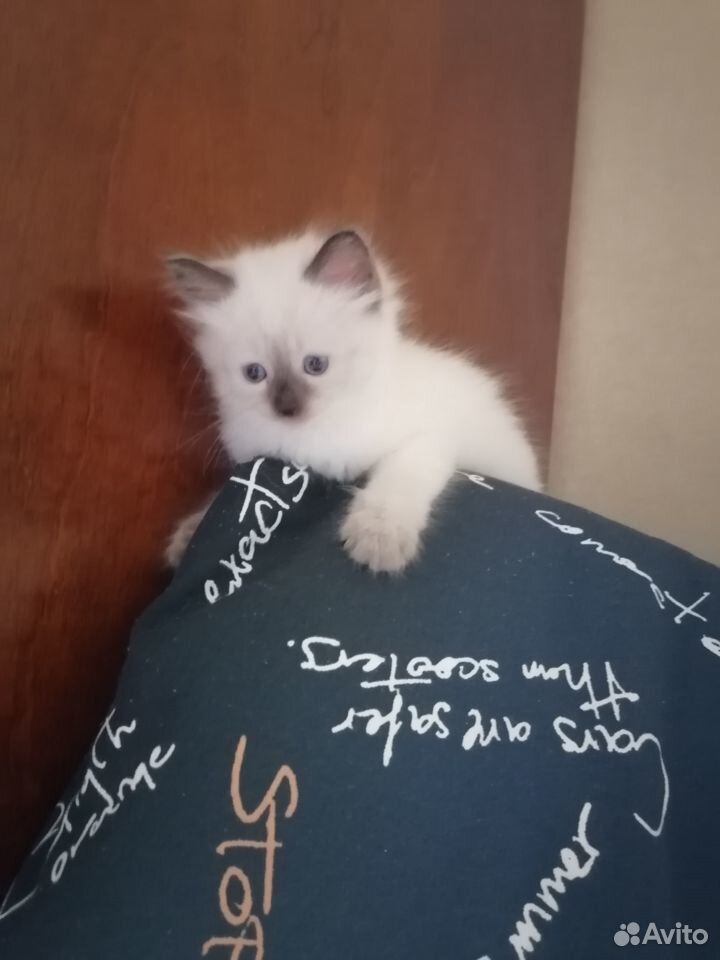 Сиамские котята