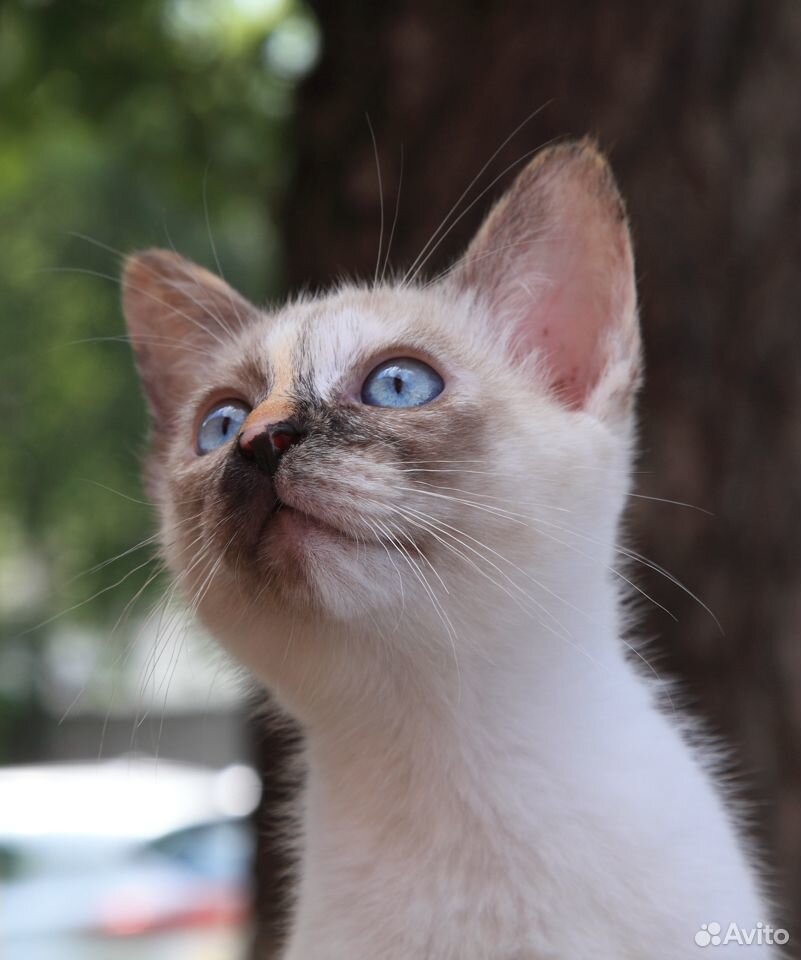 Очаровательный котёнок меконгского бобтейла