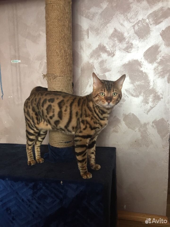 Бенгальская