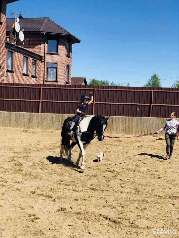 Пони левицер