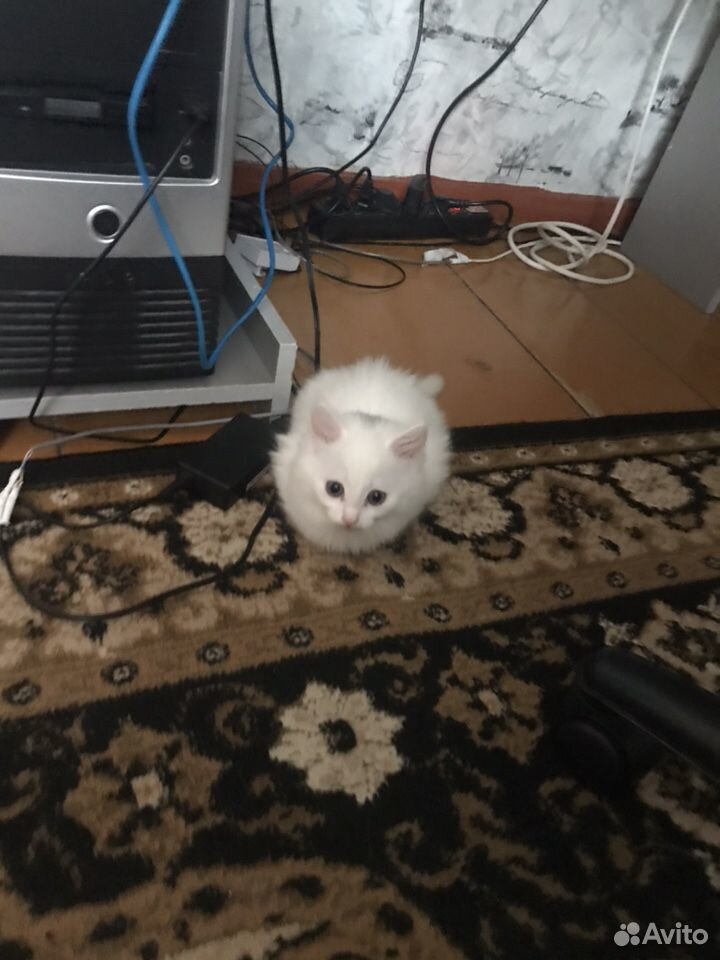 Продам котиков