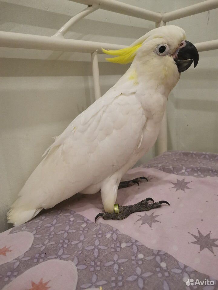 Птенец выкормыш большого жёлтохохлого какаду