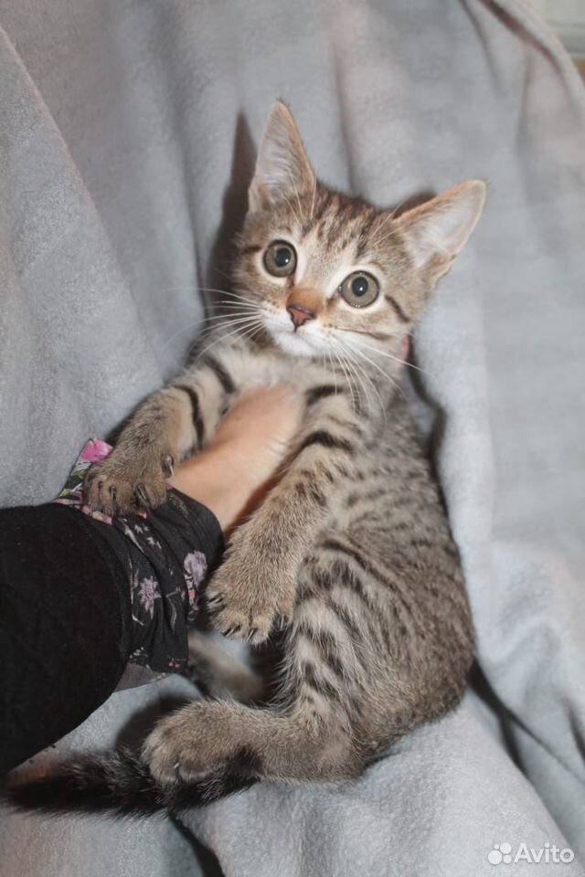 Кошка