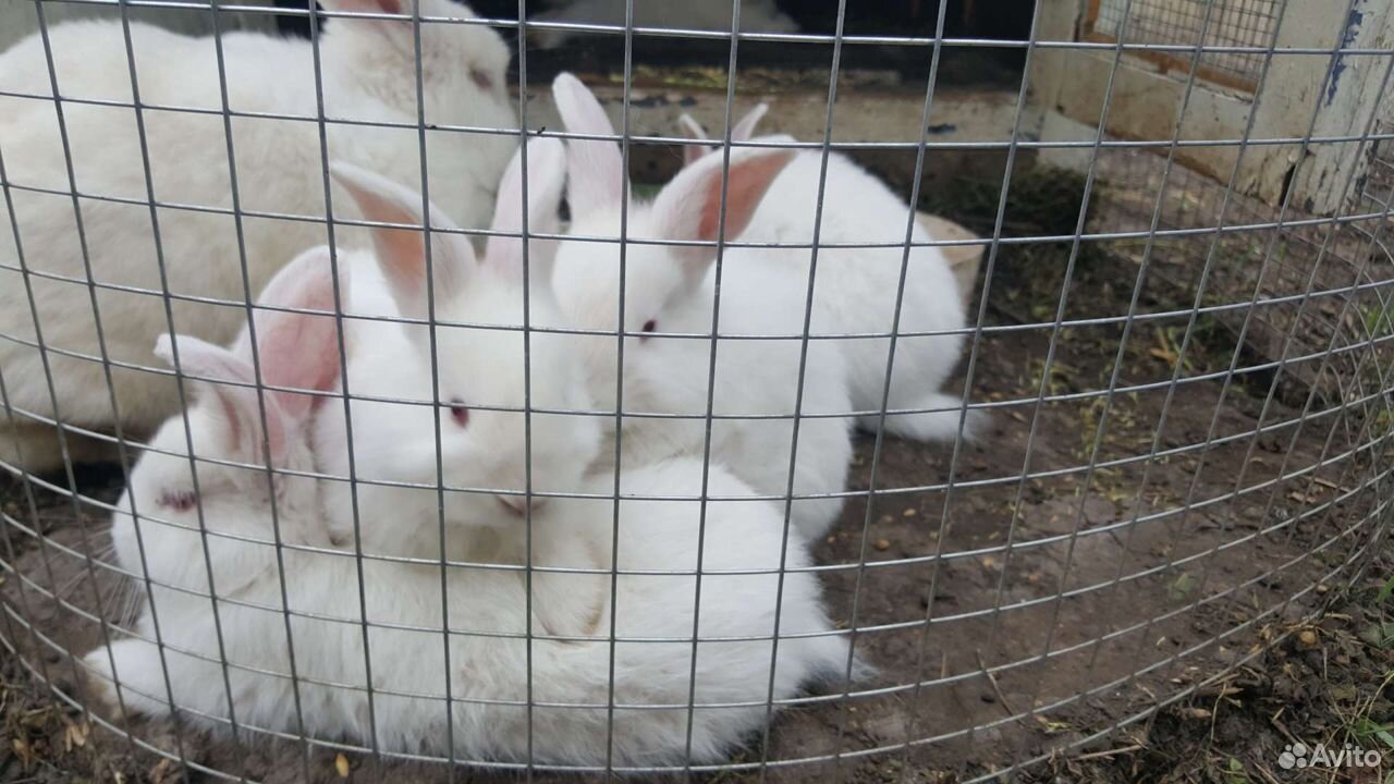 Кролик Н.З.Б элитные