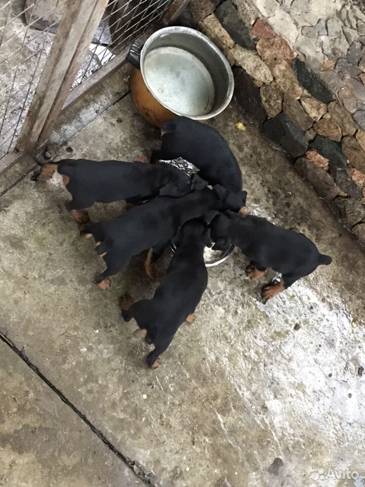 Продам щенков породы Ягдтерьер