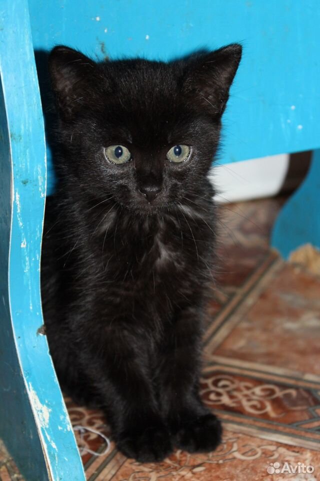 Котик Зорро из приюта