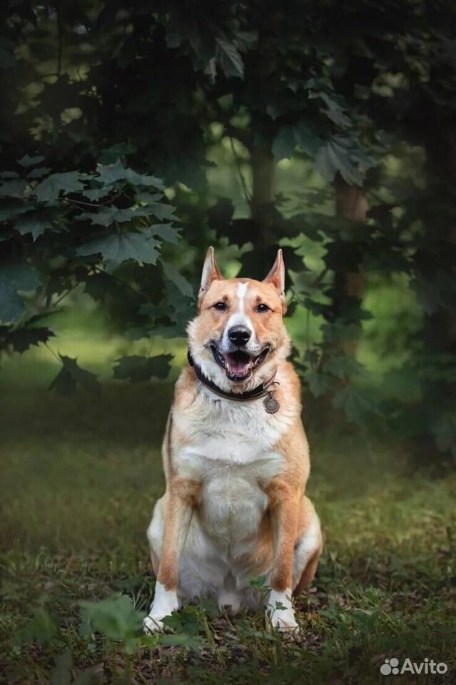 Рик ищет дом