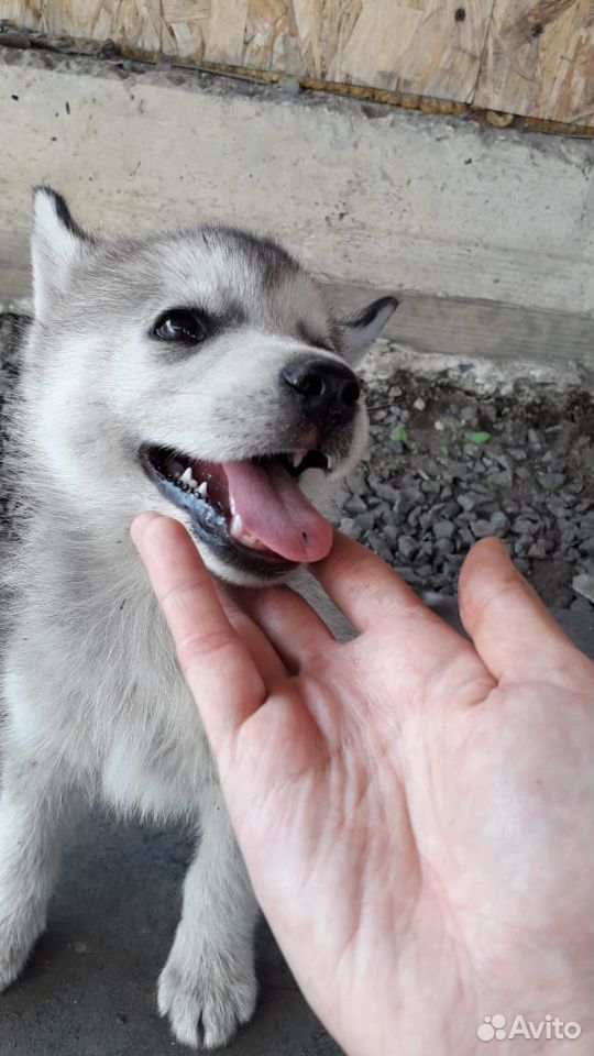 Собака