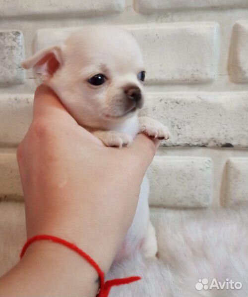 Крошик Мини мальчик