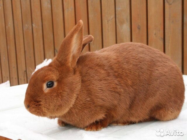 Самец кнз на племя