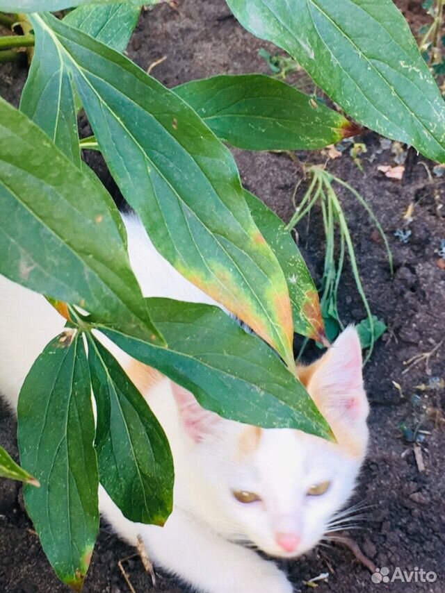 Отдадим котёнка (кошечка)