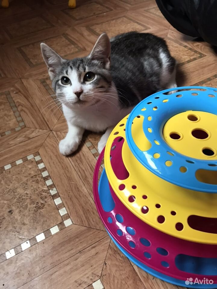 Котенок Микки, 3 мес