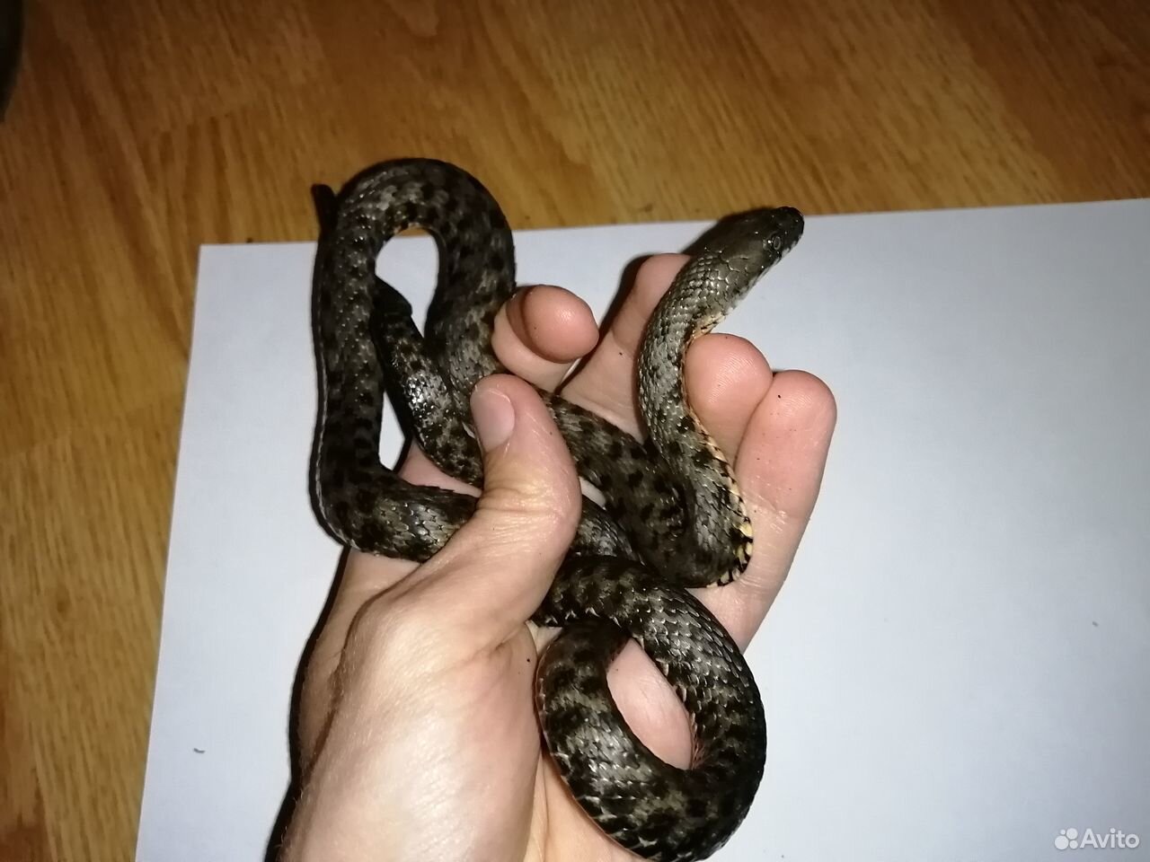 Водяные ужи