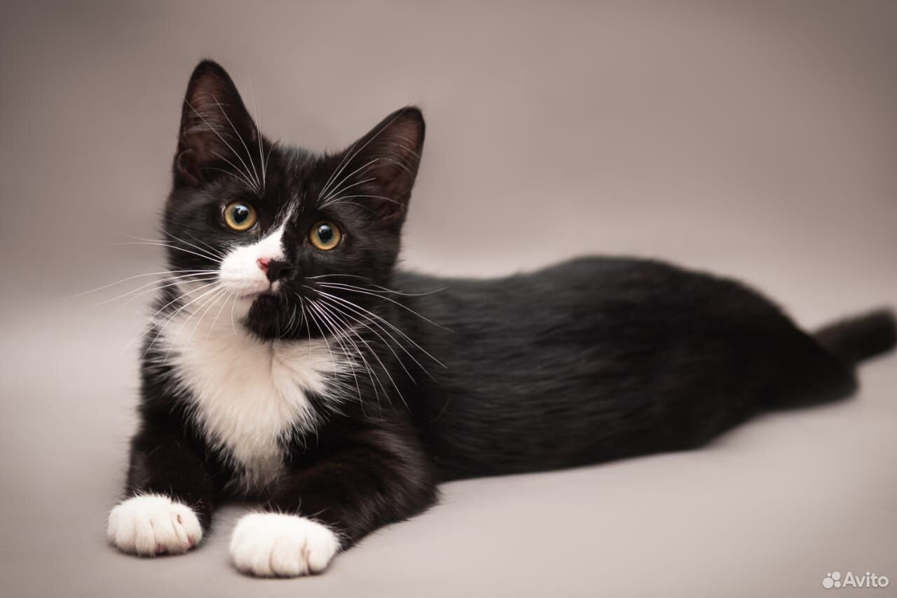 Котенок Берт в добрые руки