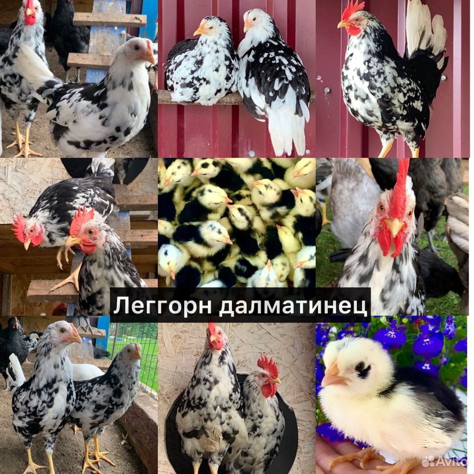 Леггорн далматинец молодняк