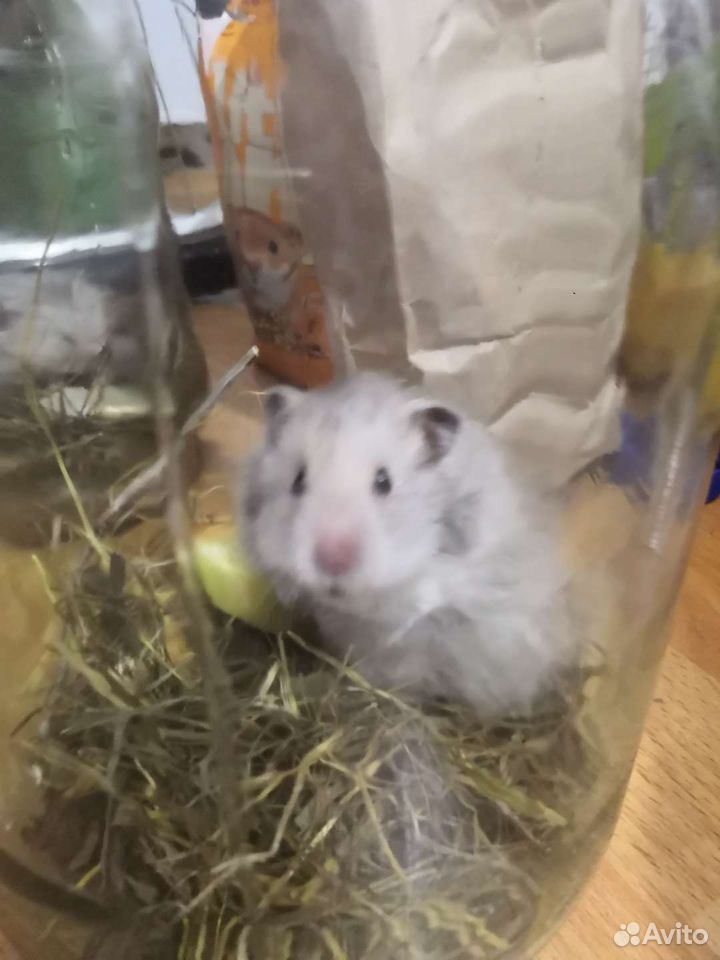 Хомяки серийские пуховые